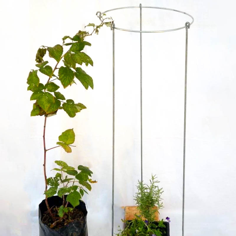 Ascot bushy flower ring