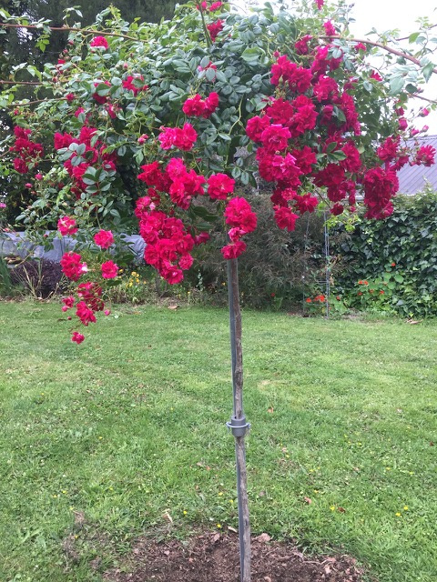 Standard Rose Stake